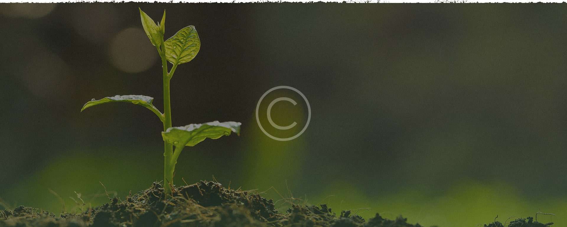 bg_gallery – Greenlitfest