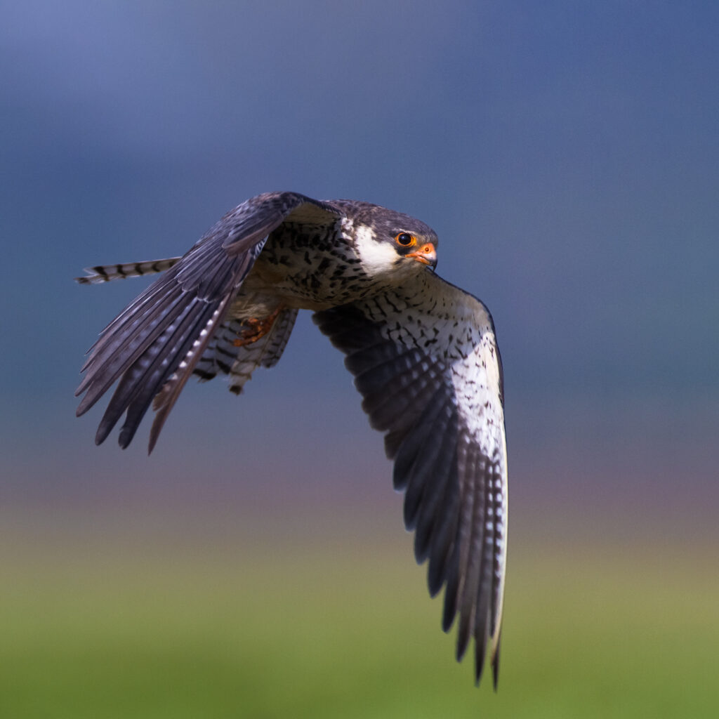 First Edition – Greenlitfest