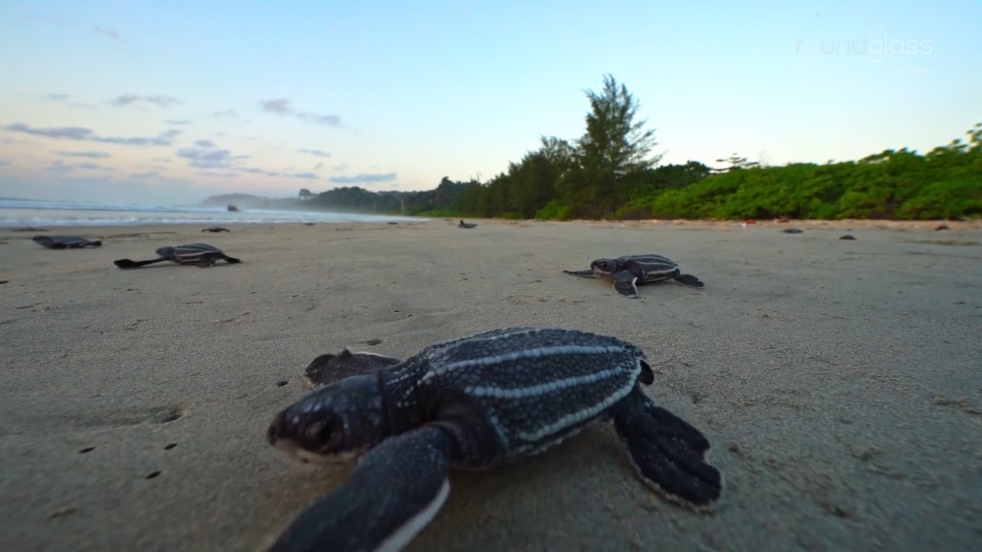 First Edition – Greenlitfest