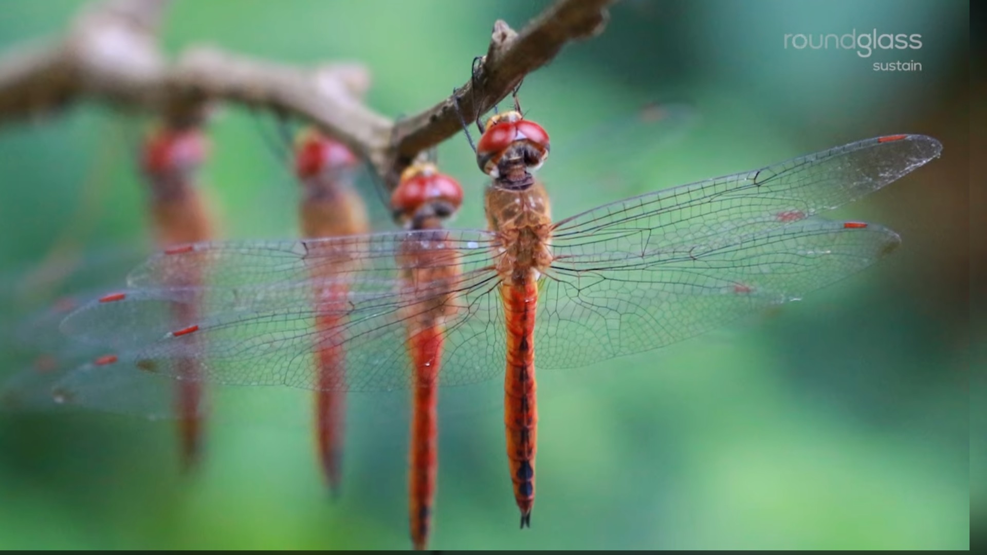 First Edition – Greenlitfest