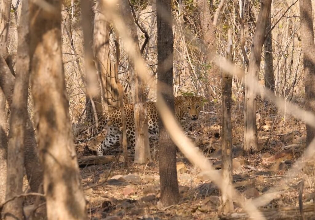 First Edition – Greenlitfest